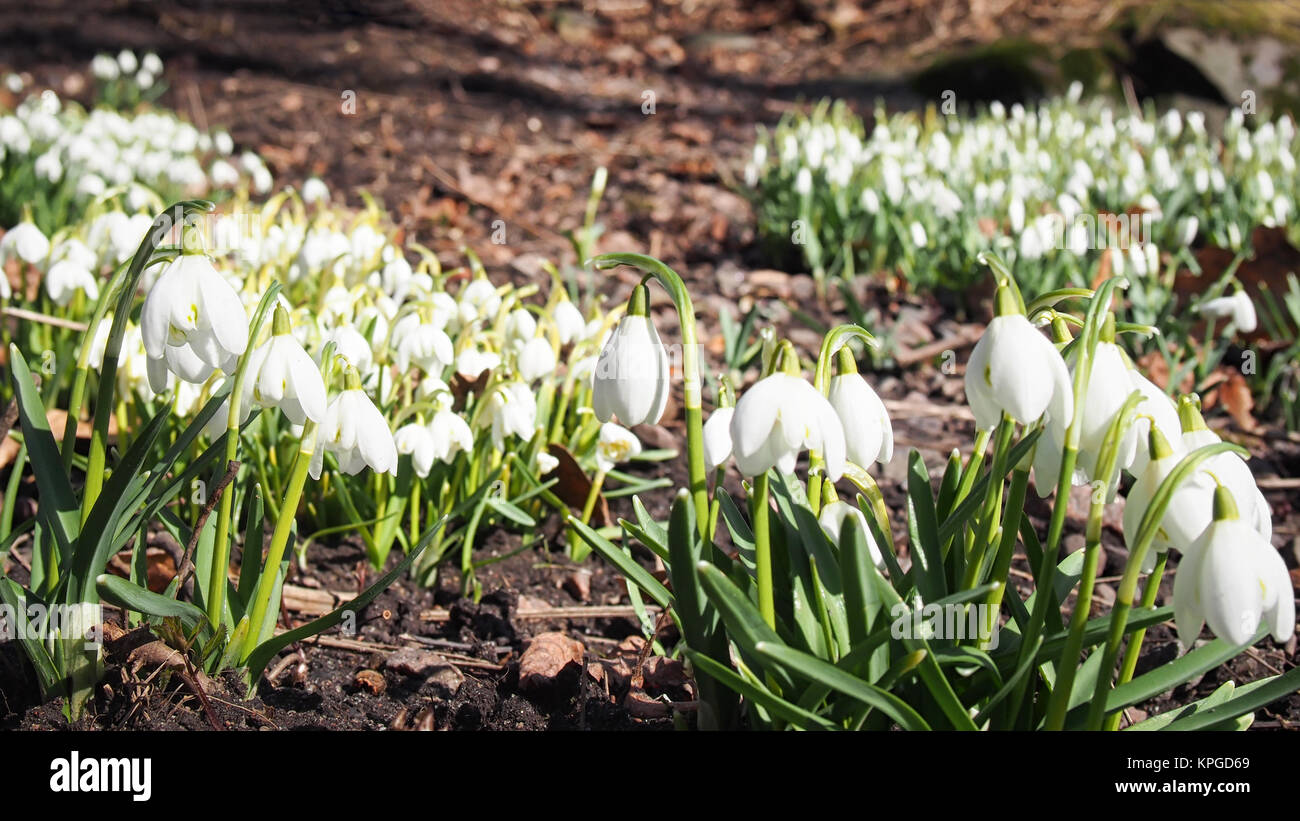 Snowdrop spring flowers Stock Photo - Alamy