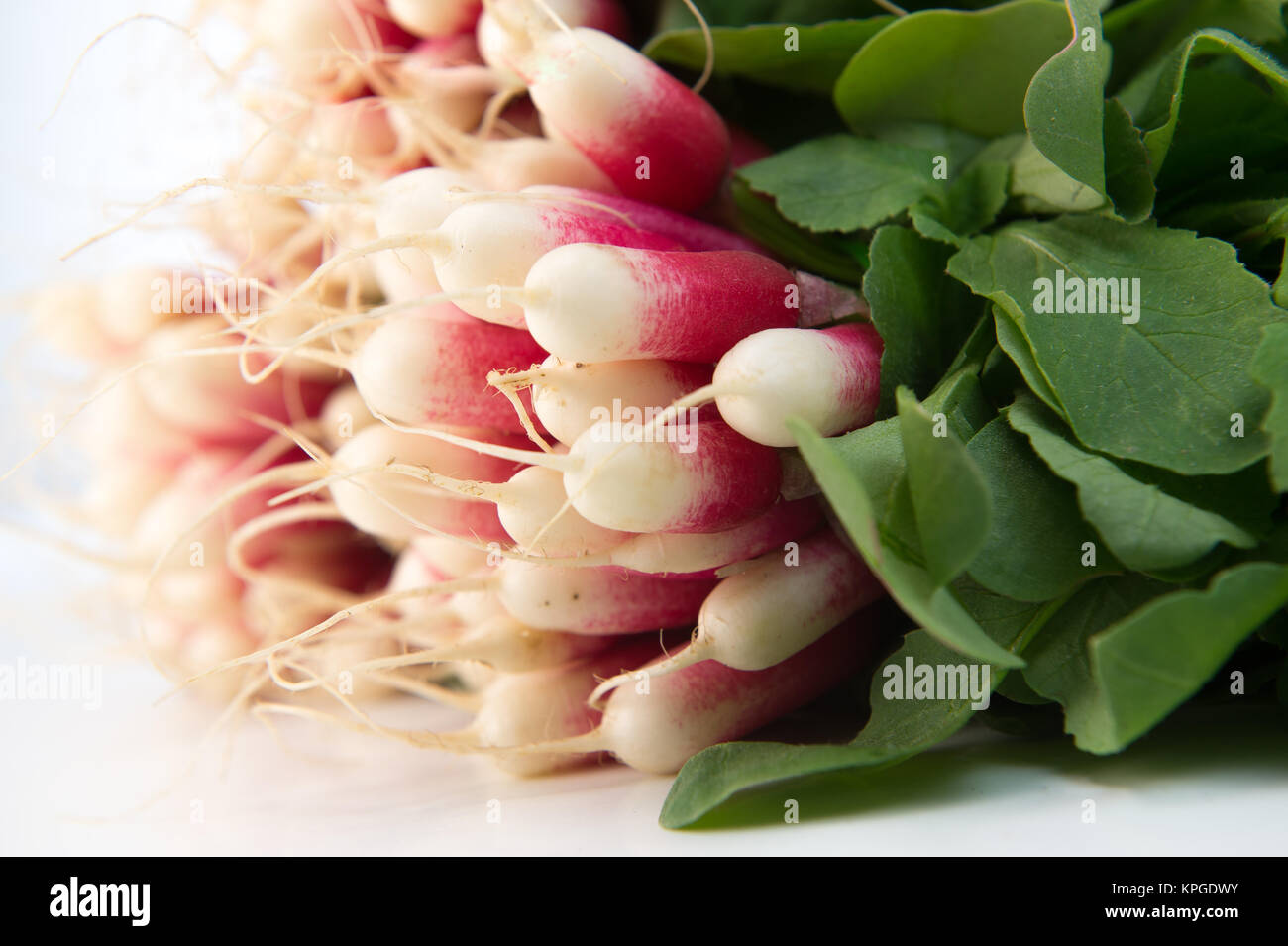 Bunch of red radish on white background edible root vegetable ...
