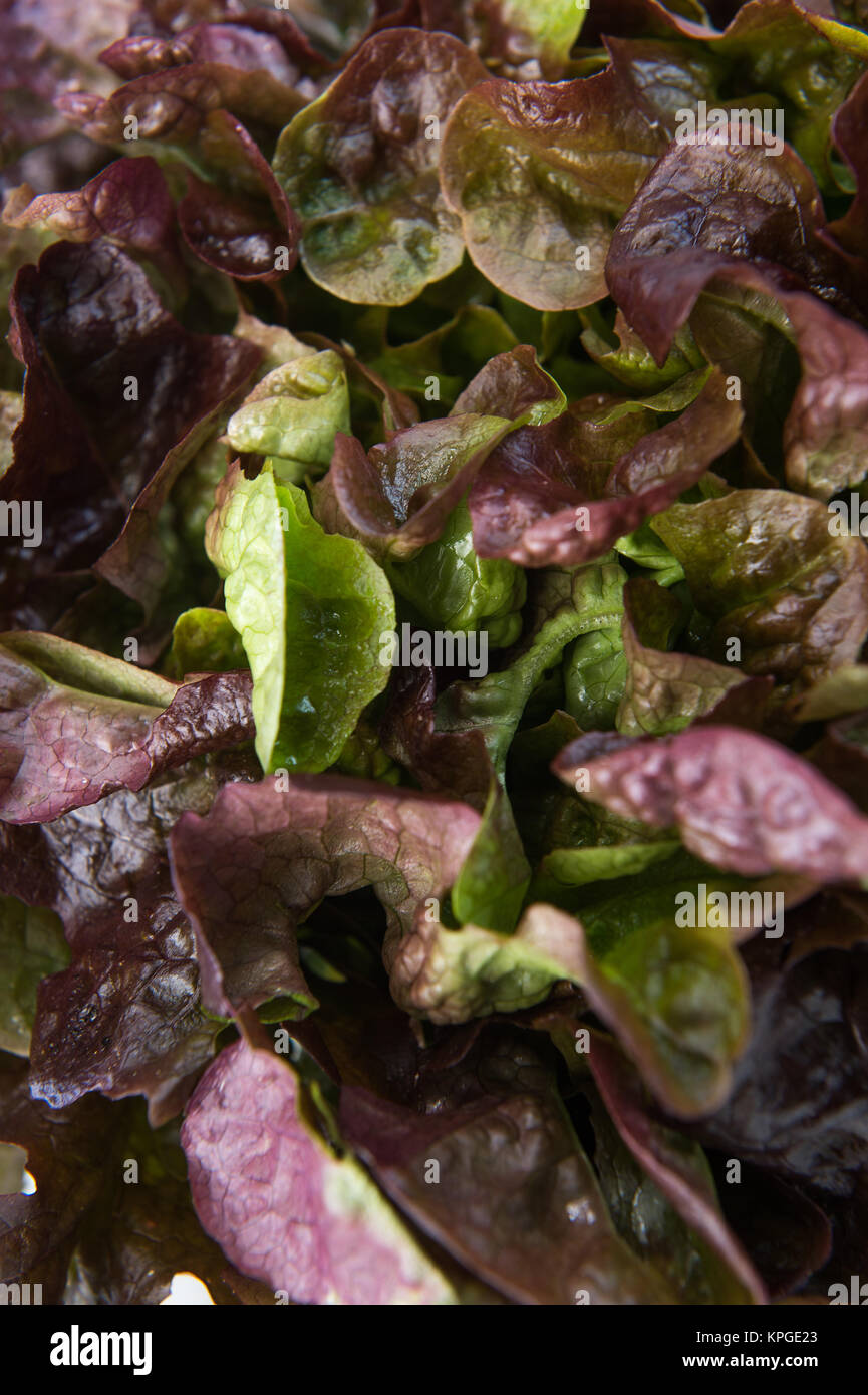 Red curly salad isolated on white background Stock Photo - Alamy