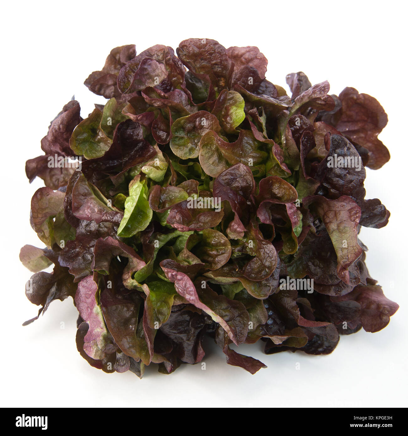 Red curly salad isolated on white background Stock Photo - Alamy