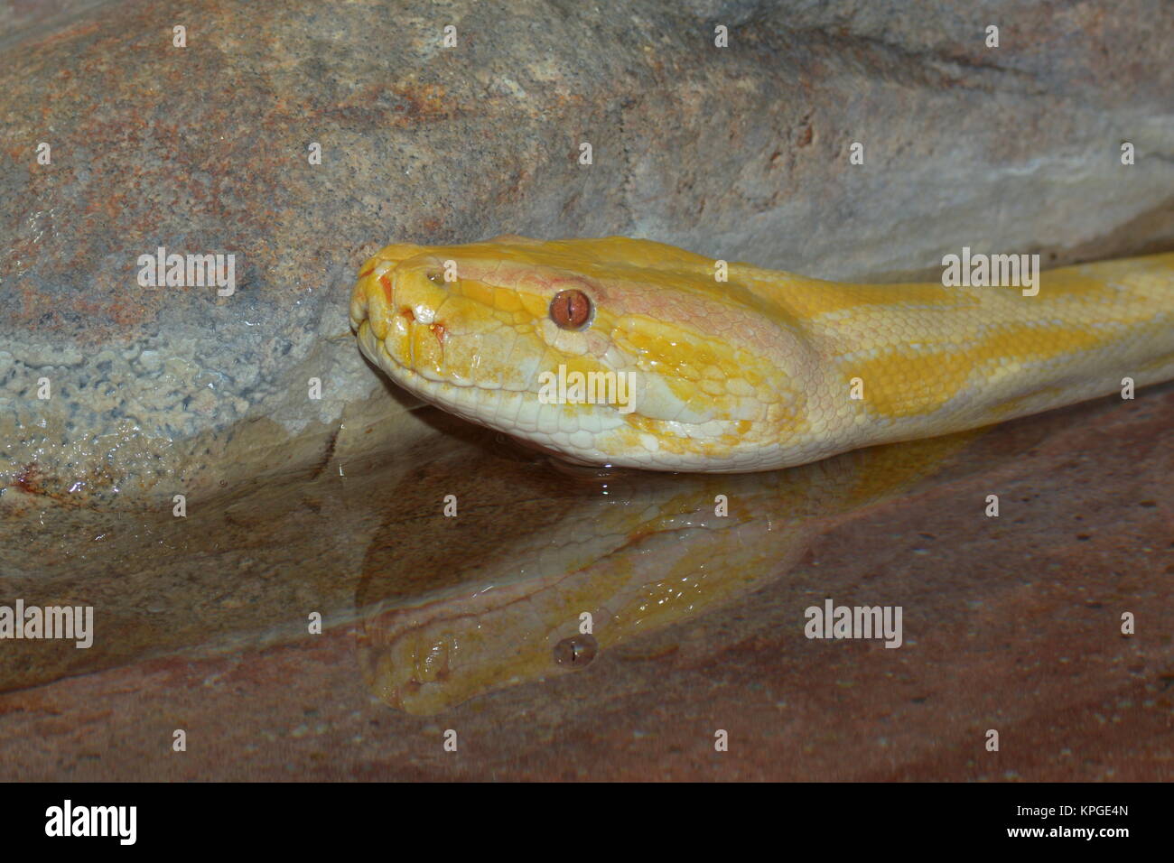 Serpentes hi-res stock photography and images - Alamy