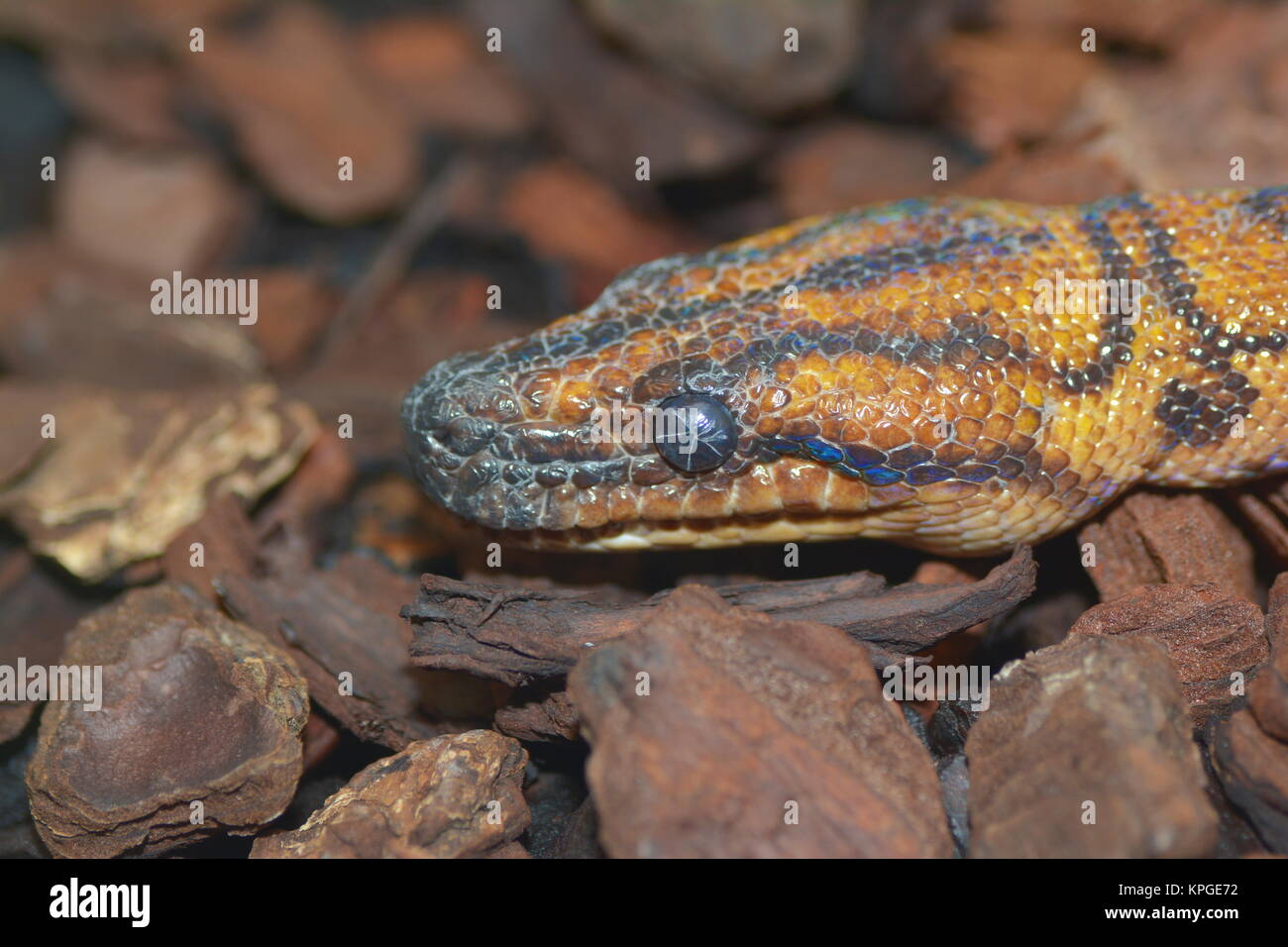 Rainbow tree snake hi-res stock photography and images - Alamy