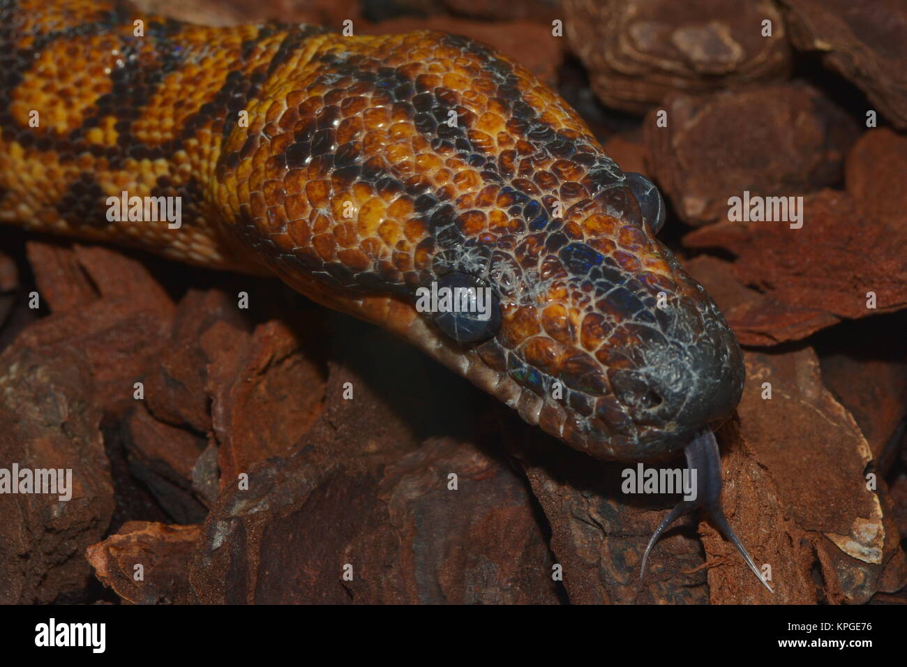 Rainbow tree snake hi-res stock photography and images - Alamy