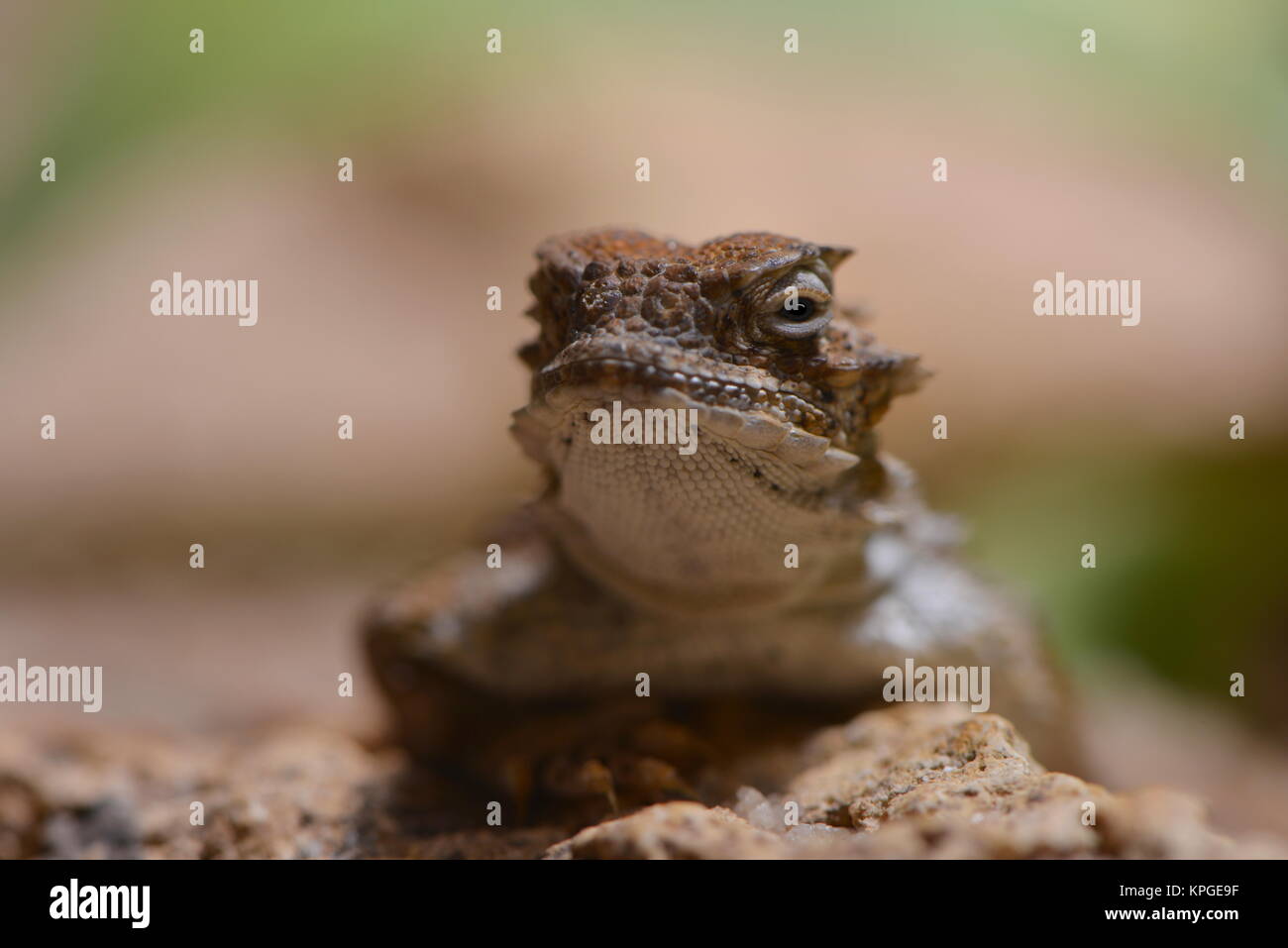 Armored lizard hi-res stock photography and images - Alamy
