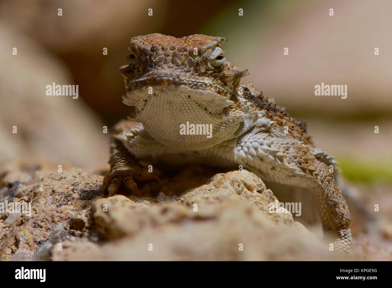 Desert toad lizard Stock Photo - Alamy