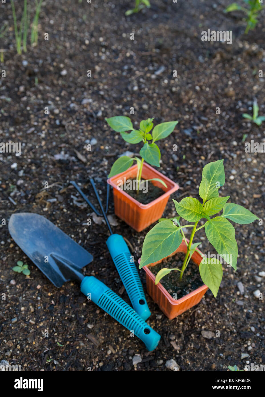 Planting vegatable in garden Stock Photo - Alamy