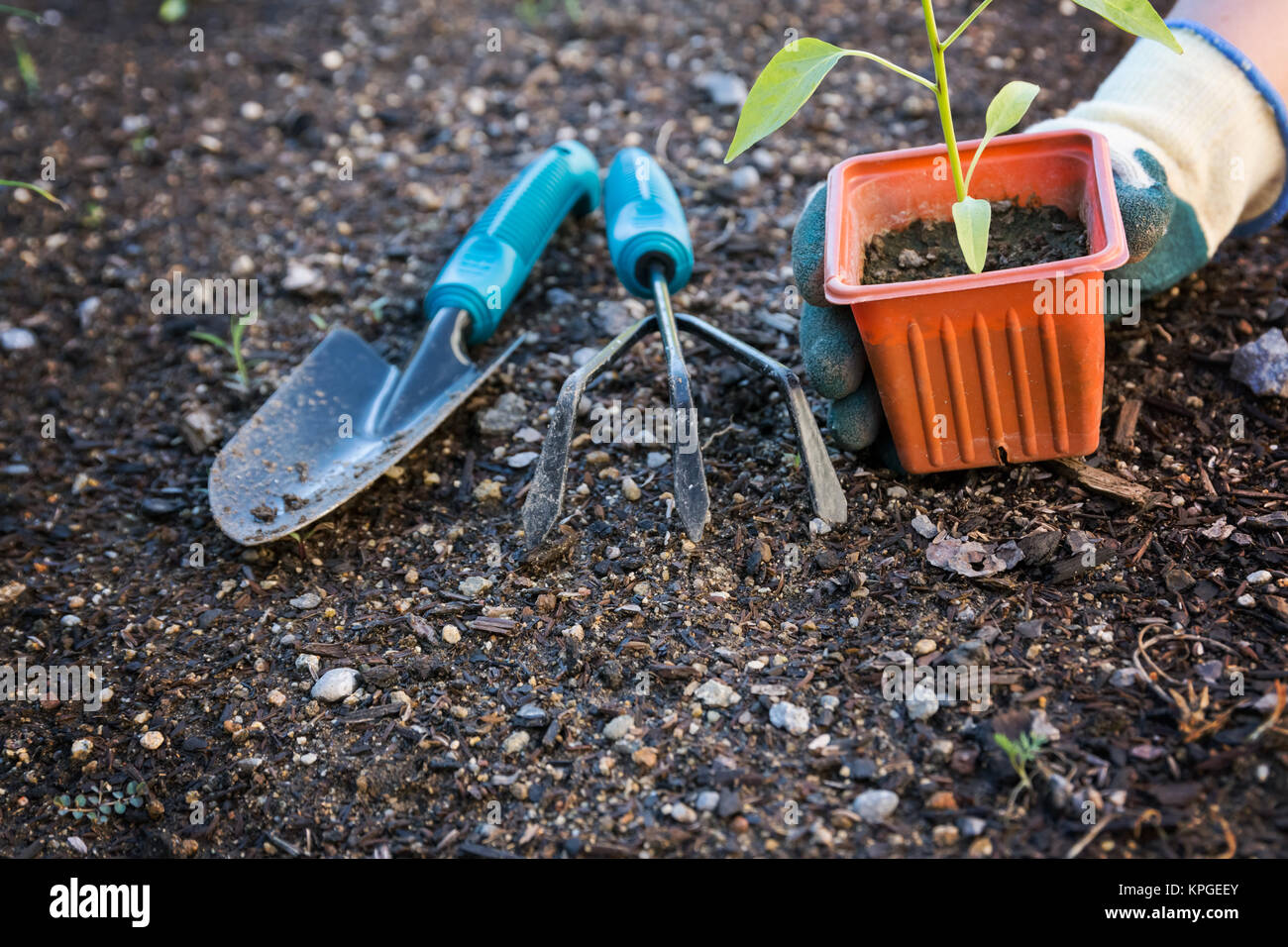 Planting vegatable in garden Stock Photo - Alamy