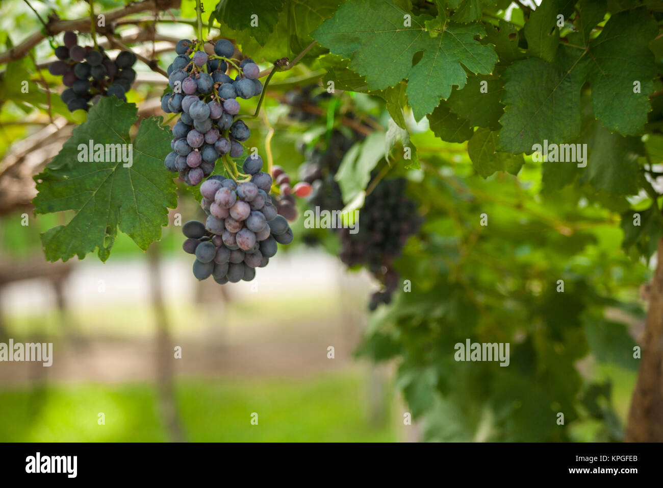 Vineyard / Grape seedless , Beauty seedless Stock Photo - Alamy
