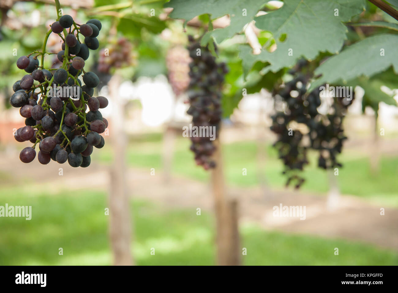 Vineyard / Grape seedless , Beauty seedless Stock Photo - Alamy