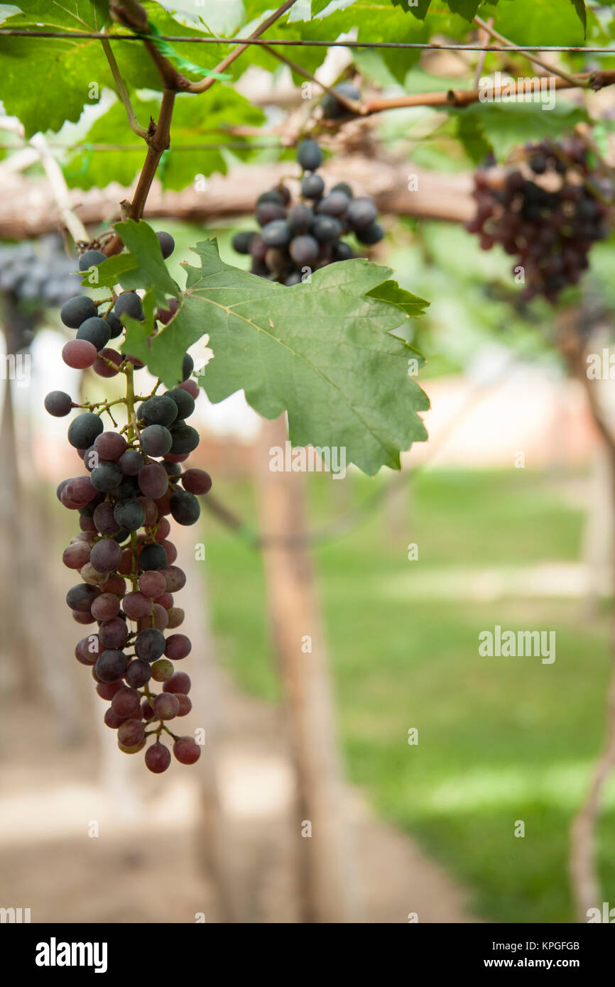 Vineyard / Grape seedless , Beauty seedless Stock Photo - Alamy