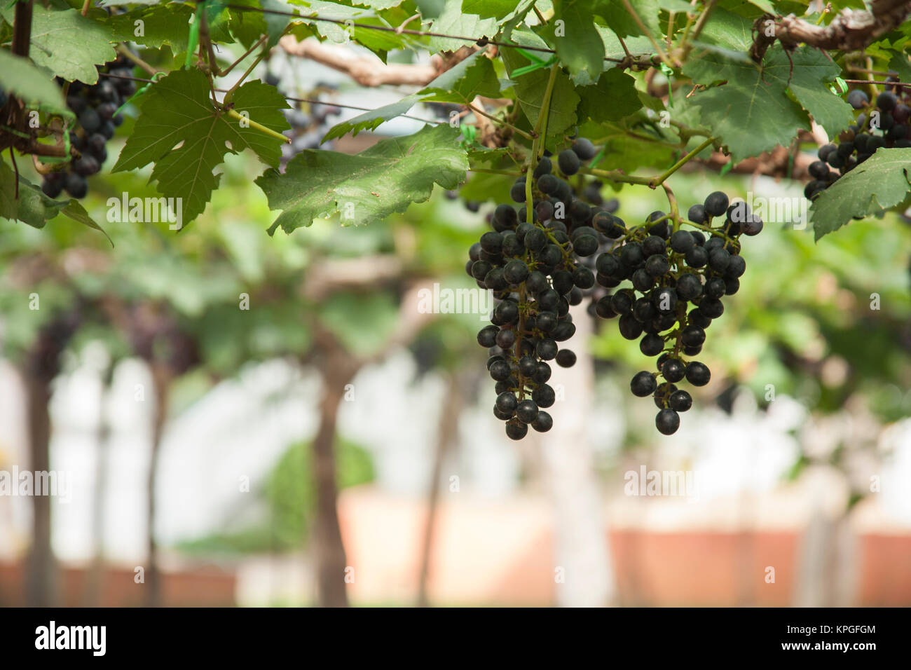 Vineyard / Grape seedless , Beauty seedless Stock Photo - Alamy