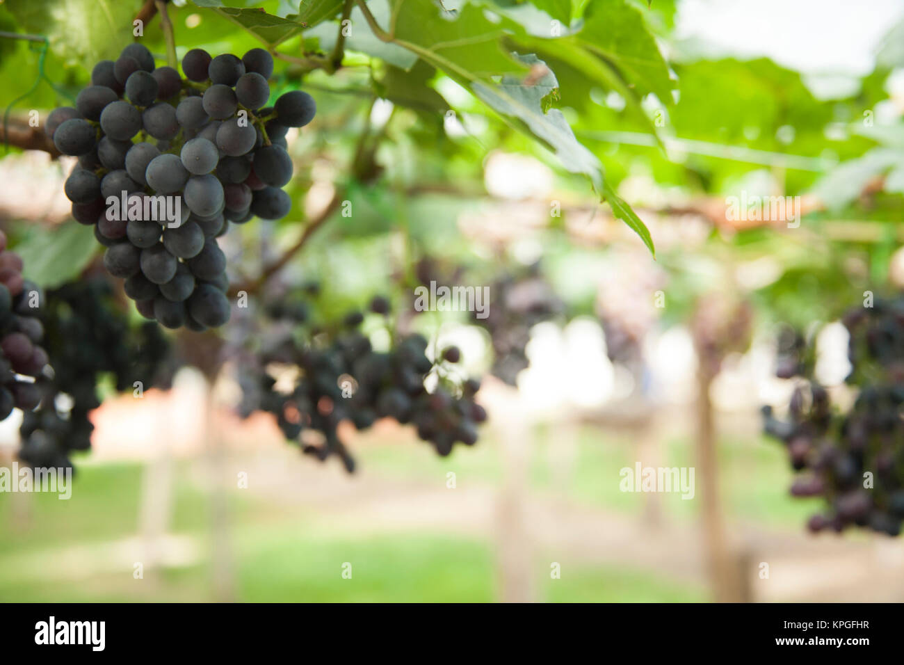 Vineyard / Grape seedless , Beauty seedless Stock Photo - Alamy