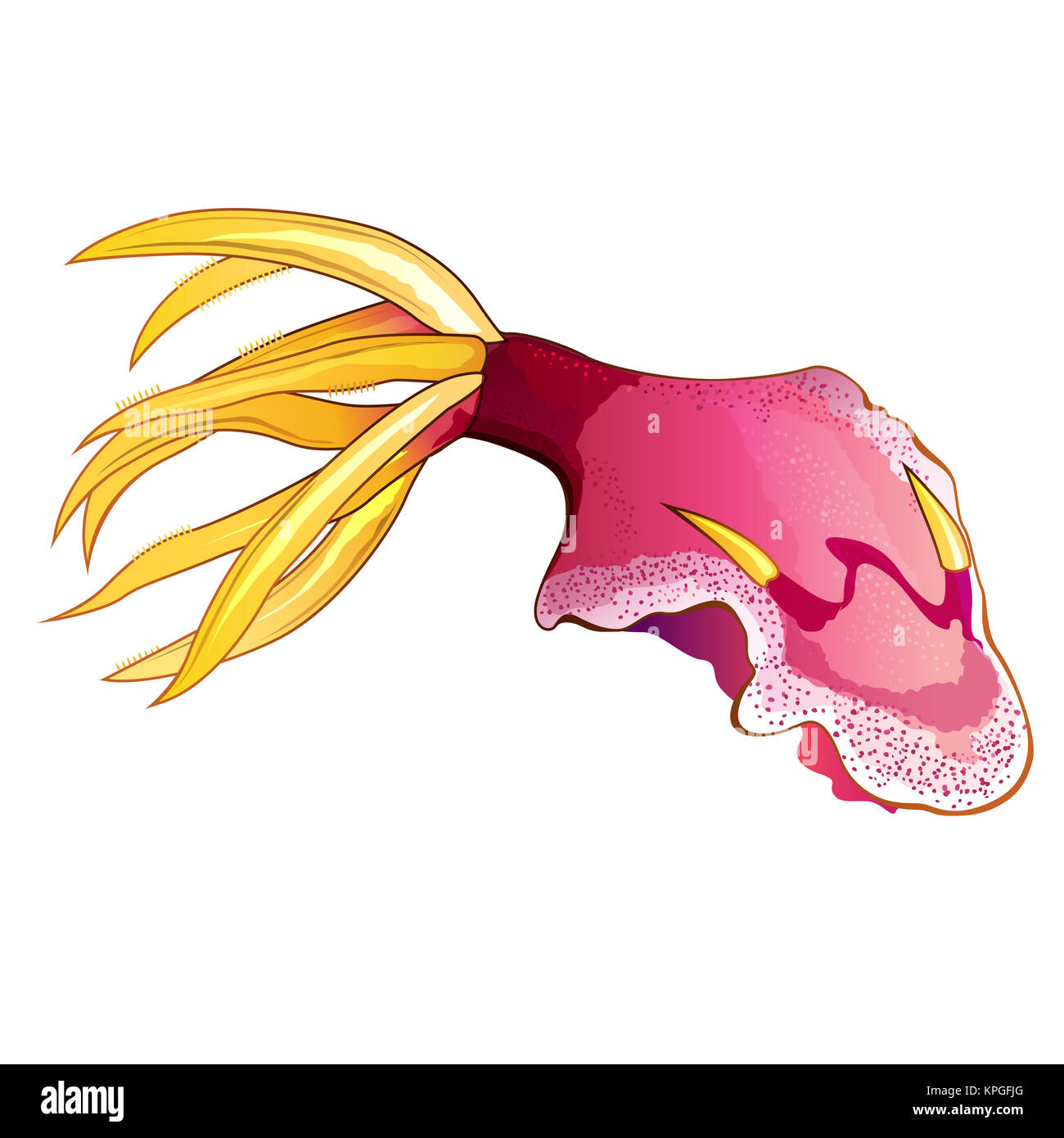 Pink squid illustration hi-res stock photography and images - Alamy