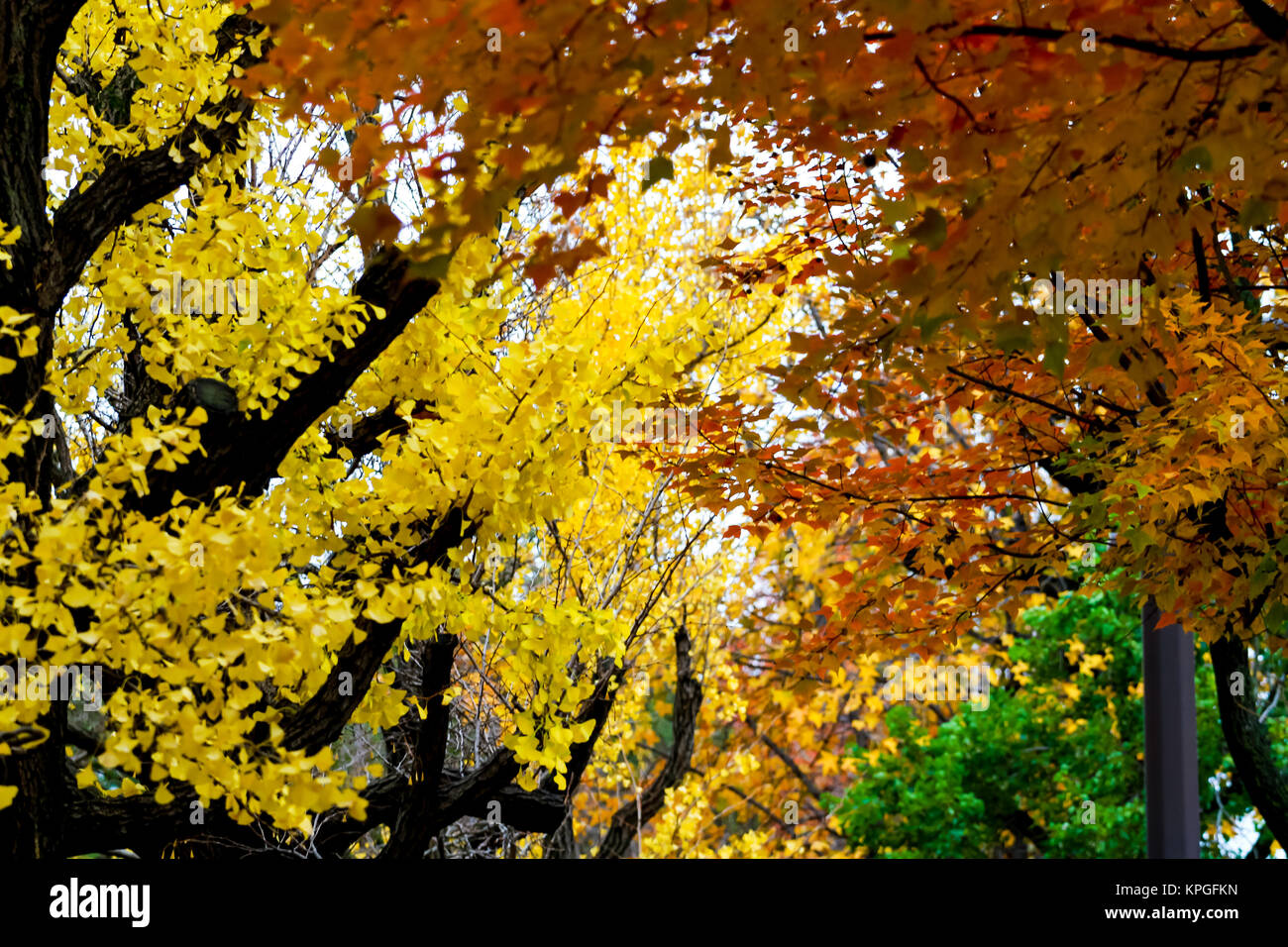 the change concept : Maple leaf on the tree when the leaves change ...