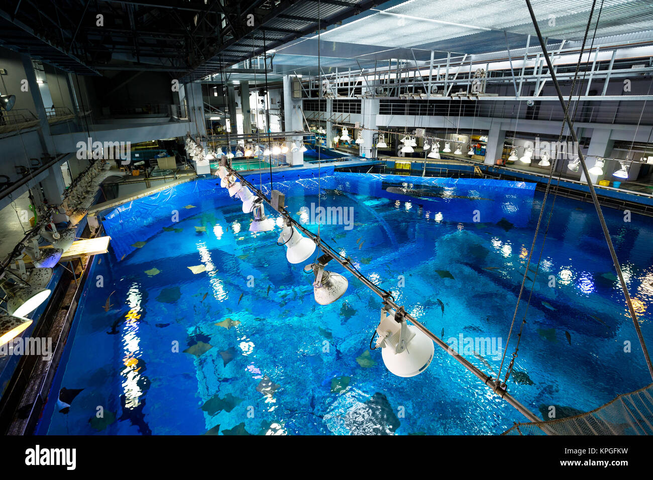 Water tank in Aquarium Stock Photo - Alamy