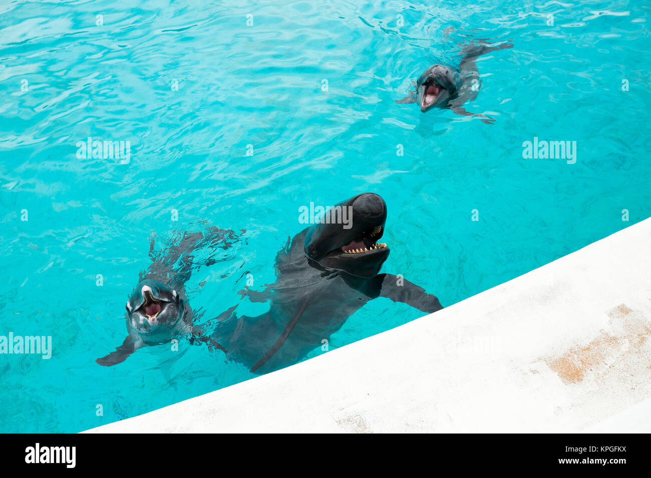 Whale shark swims with dolphin hi-res stock photography and images - Alamy