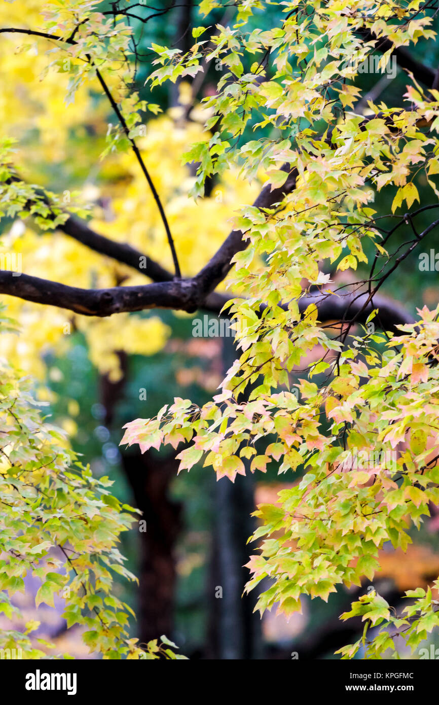 the change concept : Maple leaf on the tree when the leaves change ...