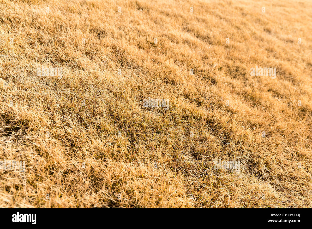 Bunches of hay under sunny Stock Photo - Alamy