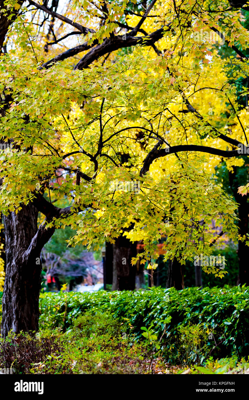 the change concept : Maple leaf on the tree when the leaves change ...