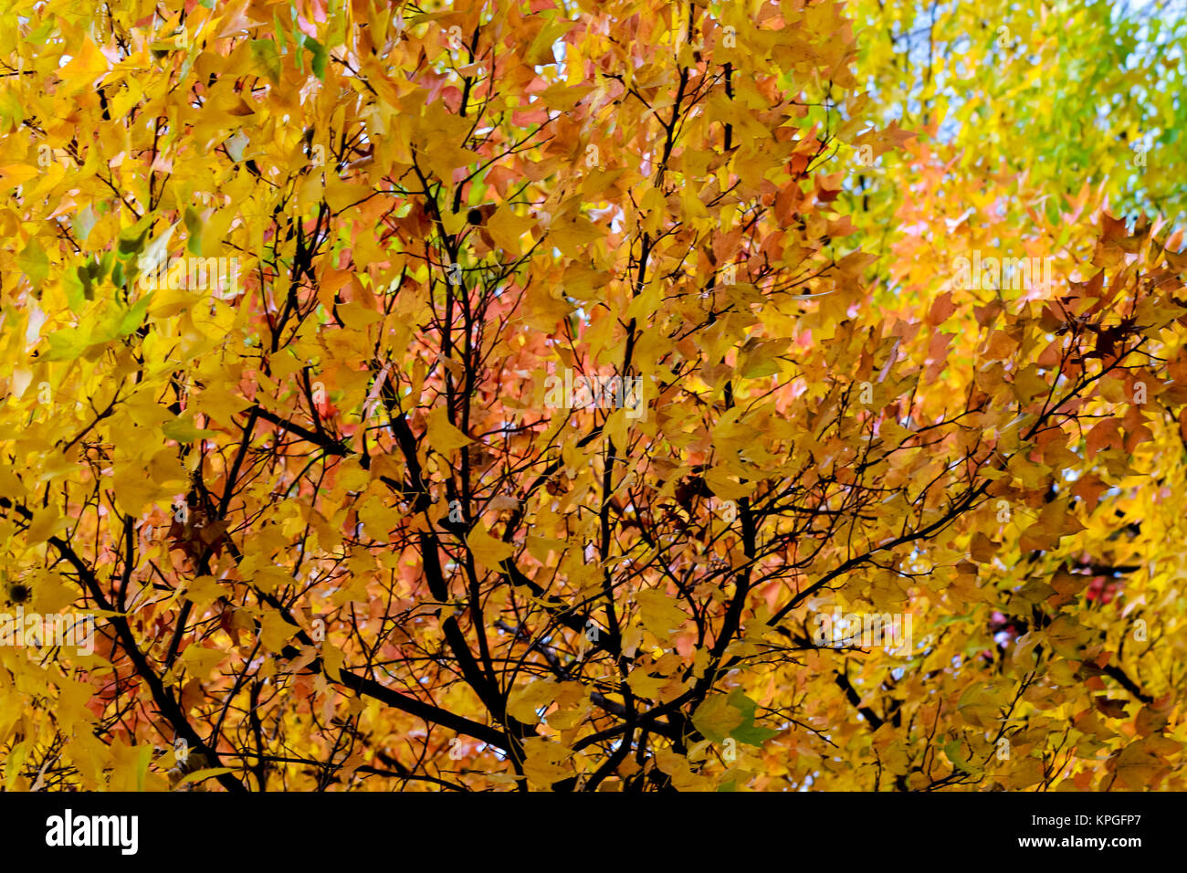 the change concept : Maple leaf on the tree when the leaves change ...