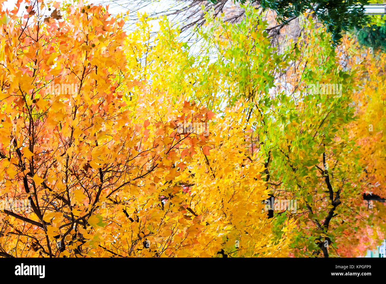 the change concept : Maple leaf on the tree when the leaves change ...