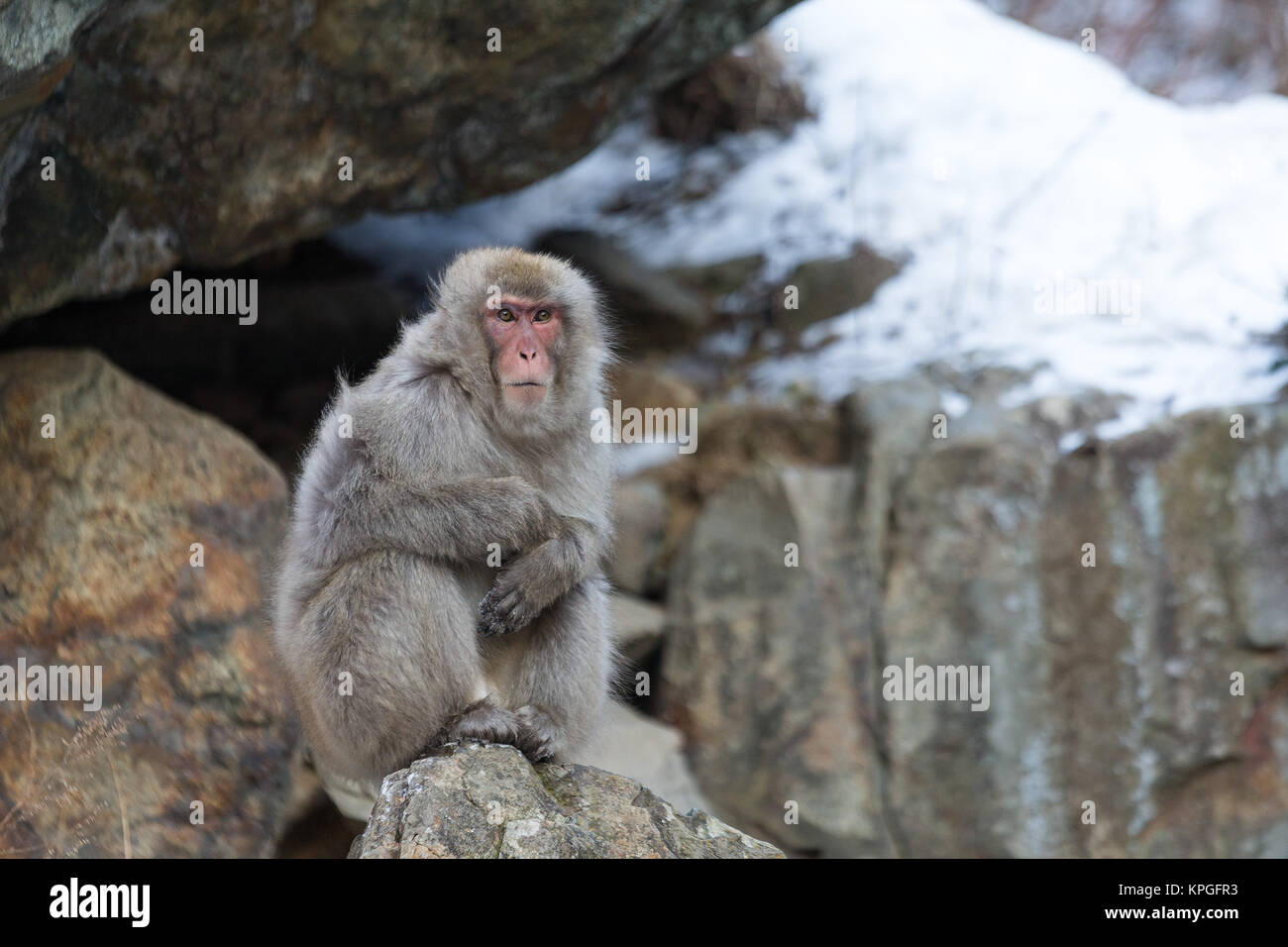 Snow monkey climbing tree hi-res stock photography and images - Alamy