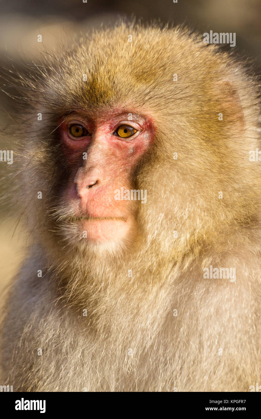 Wild monkey close up Stock Photo - Alamy