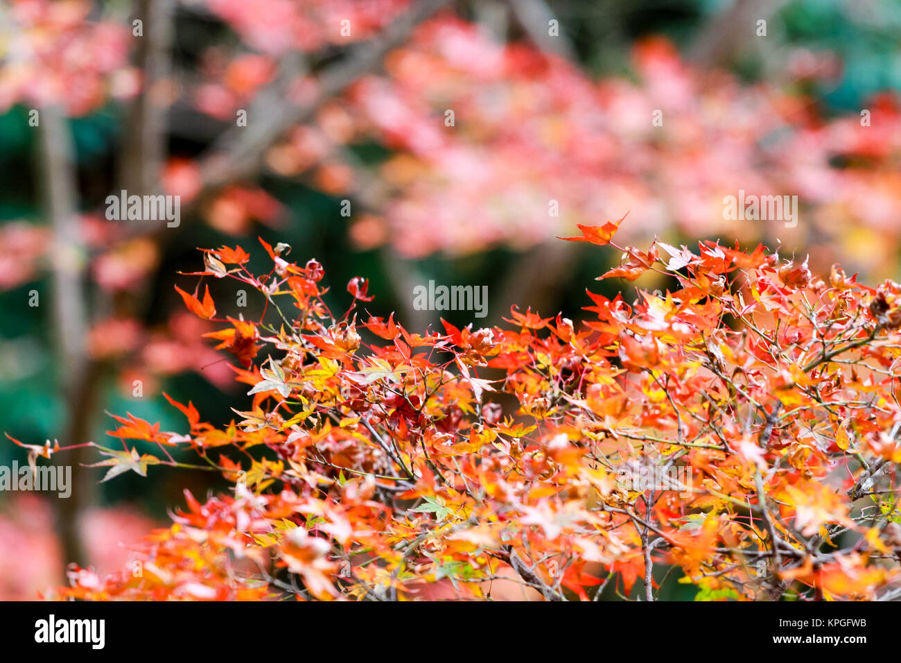 the change concept : Maple leaf on the tree when the leaves change ...