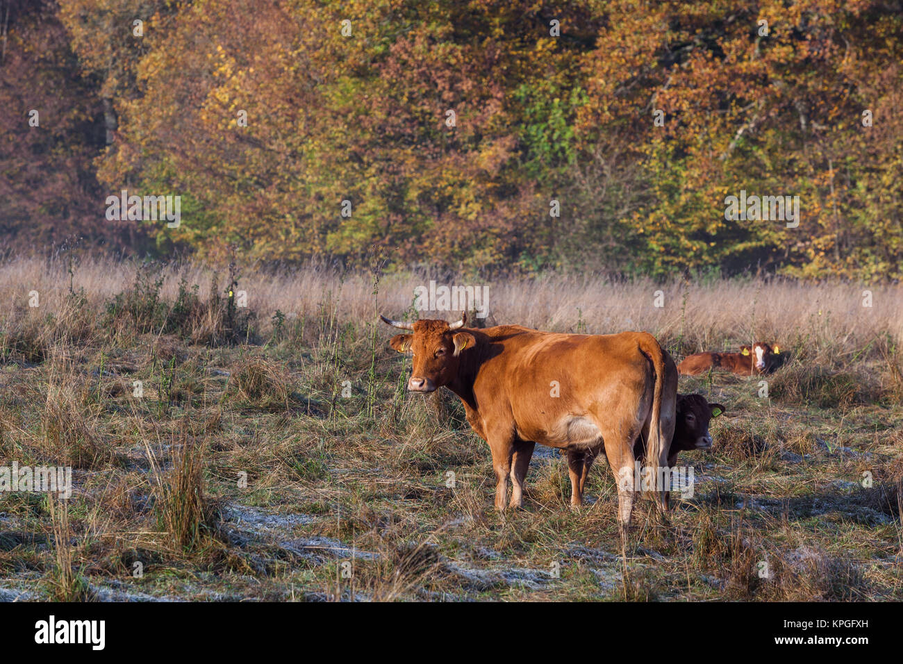 Landwirtschaft Tierhaltung Freiland Kuhherde Stock Photo - Alamy