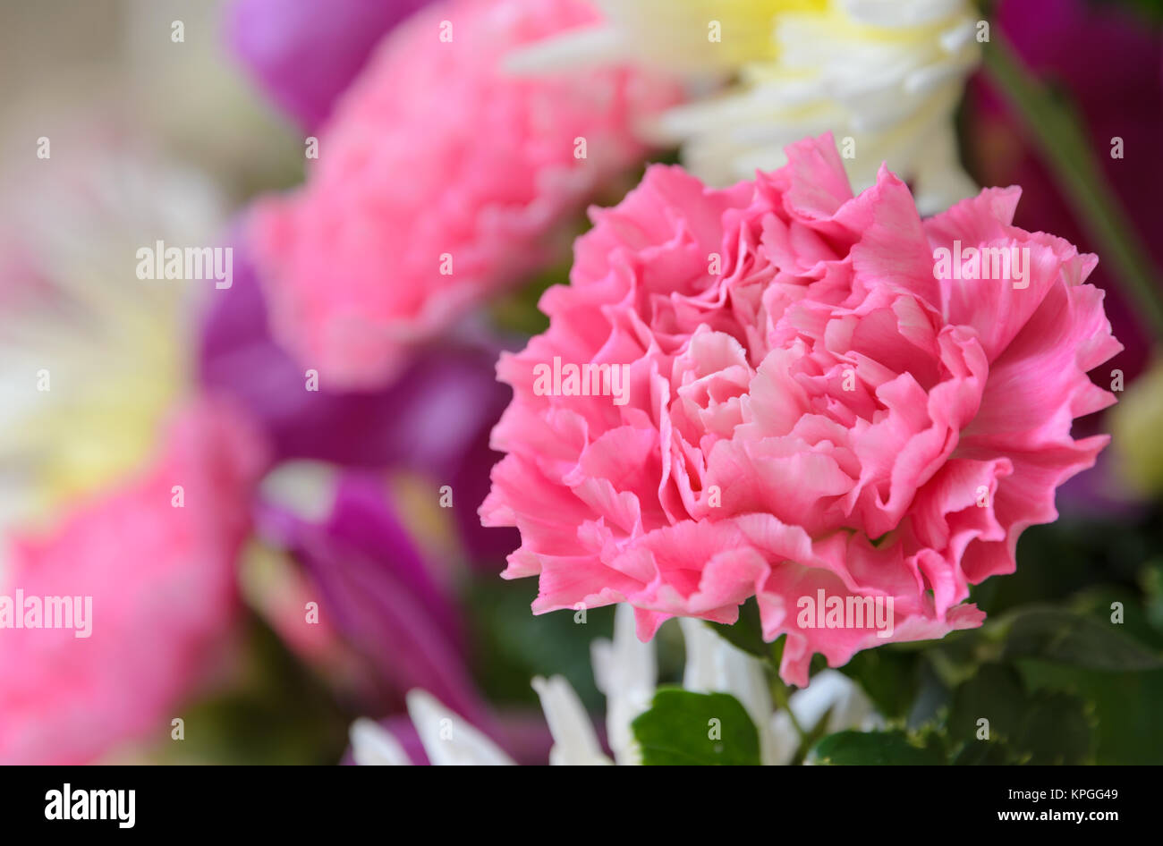 Dianthus flowers, pink carnation in bouquet Stock Photo - Alamy