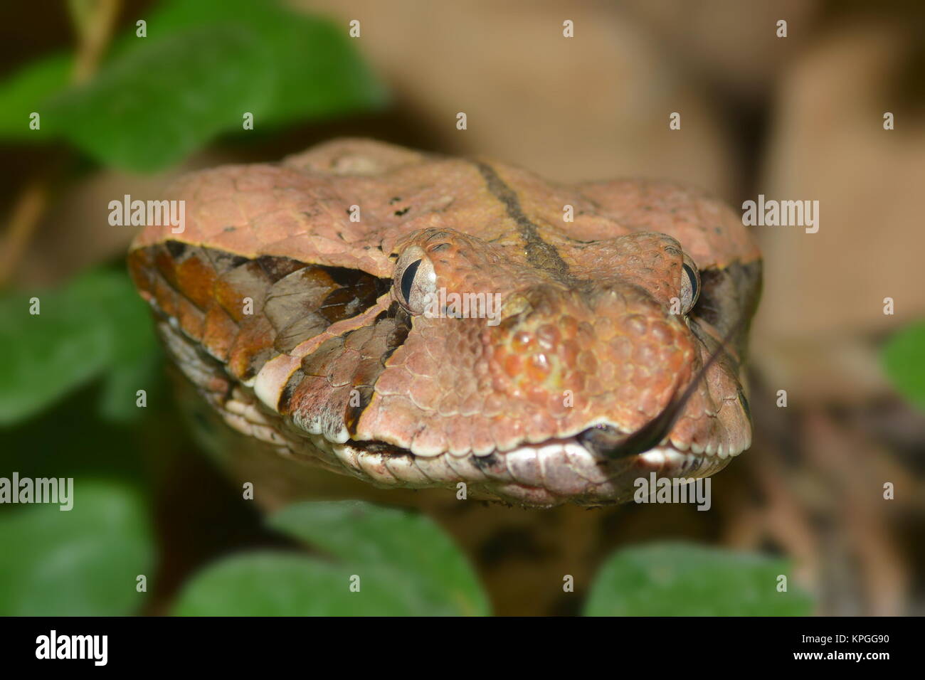 Real Vipers High Resolution Stock Photography and Images - Alamy