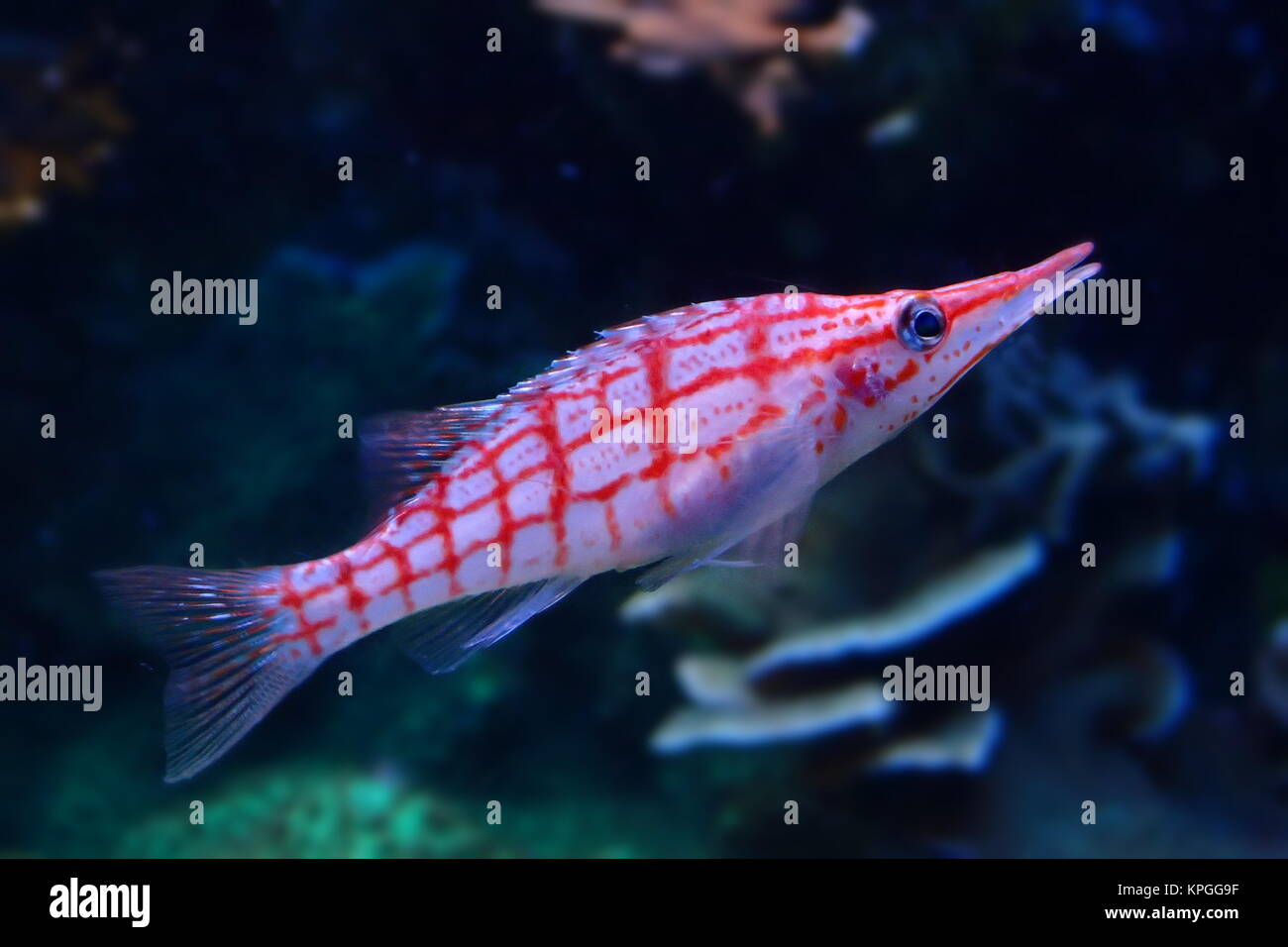 Perciformes percomorphaceae hi-res stock photography and images - Alamy