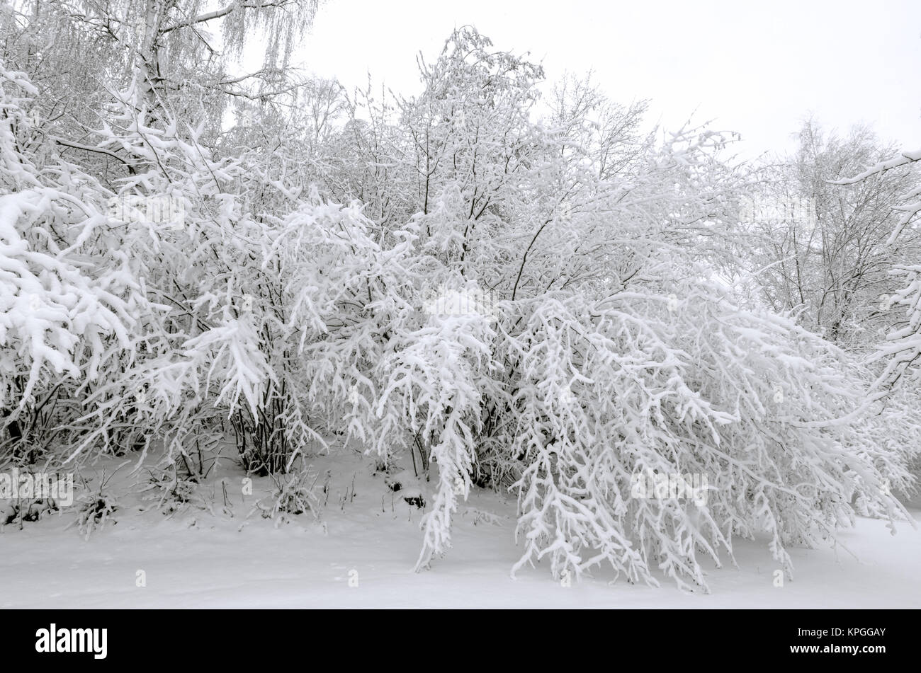 Winter with snow on trees after storm Stock Photo - Alamy