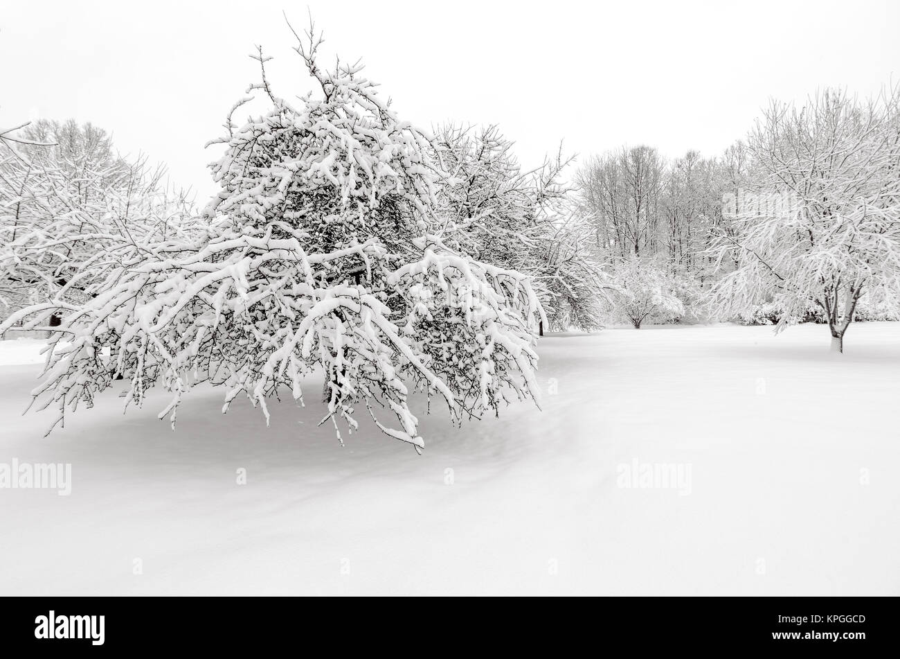 Apple trees after winter snow storm Stock Photo - Alamy