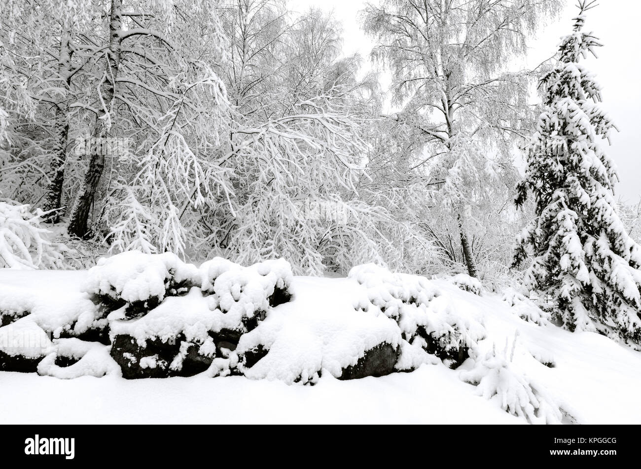 Winter with snow on trees after storm Stock Photo - Alamy
