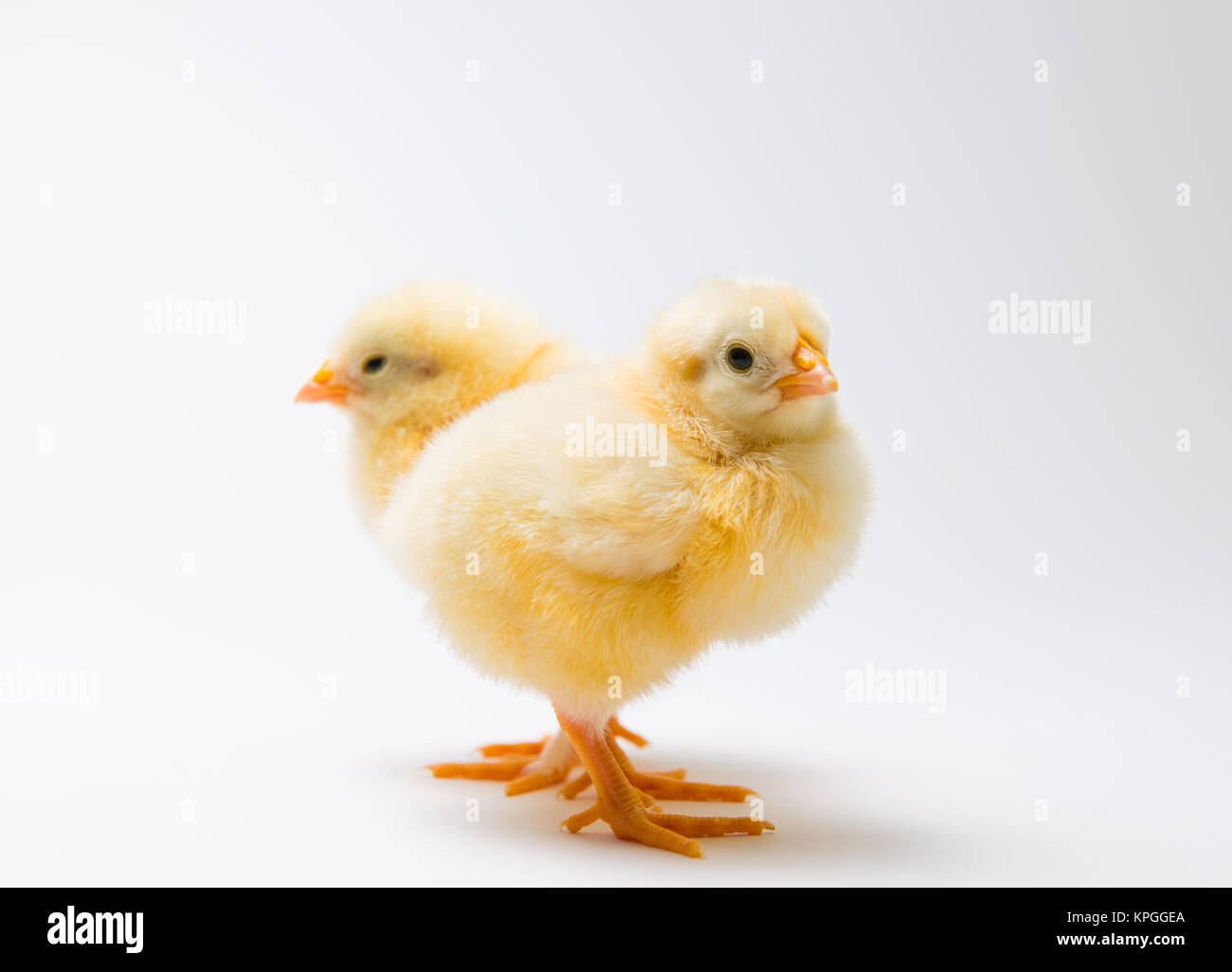 two little yellow chick in front of bright background Stock Photo - Alamy
