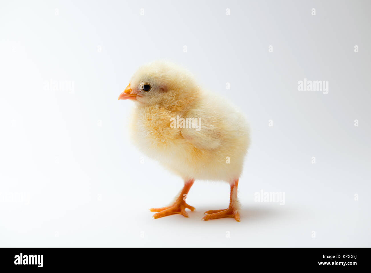 little yellow chick in front of bright background Stock Photo - Alamy