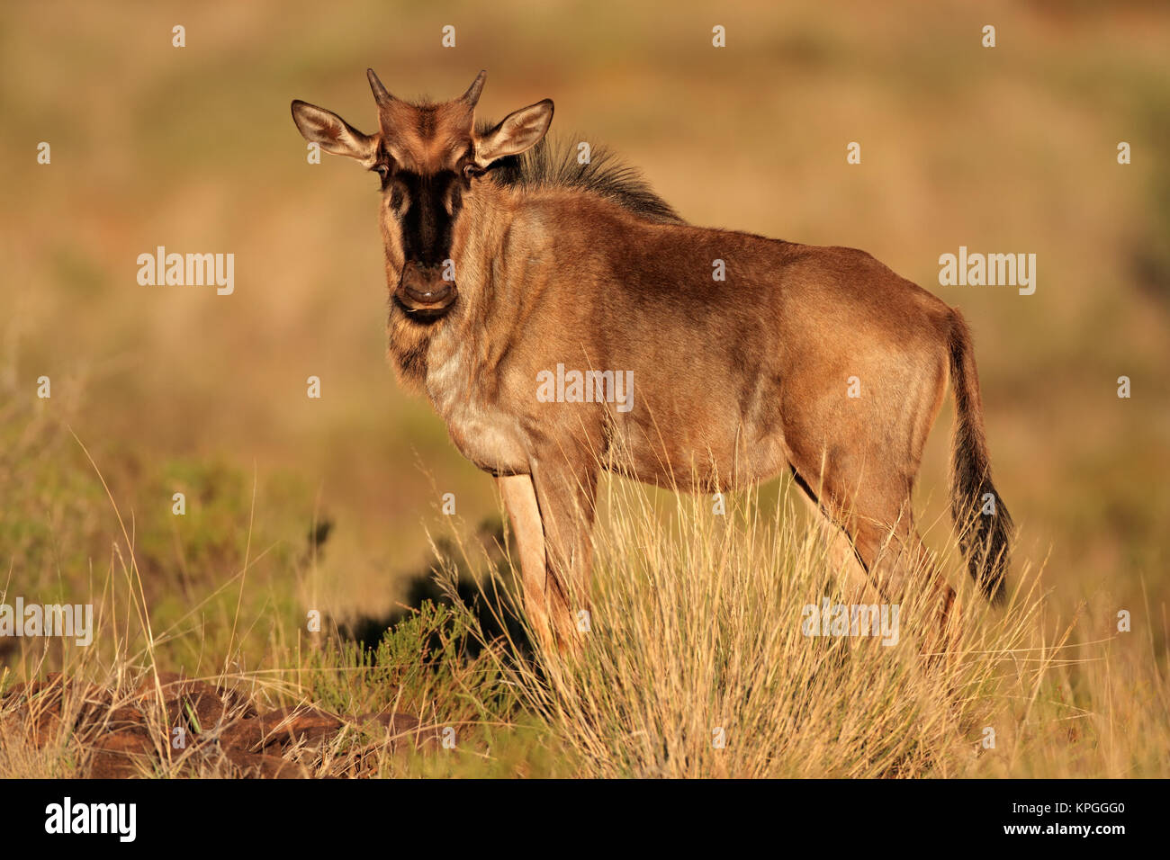 Blue wildebeest calf Stock Photo - Alamy
