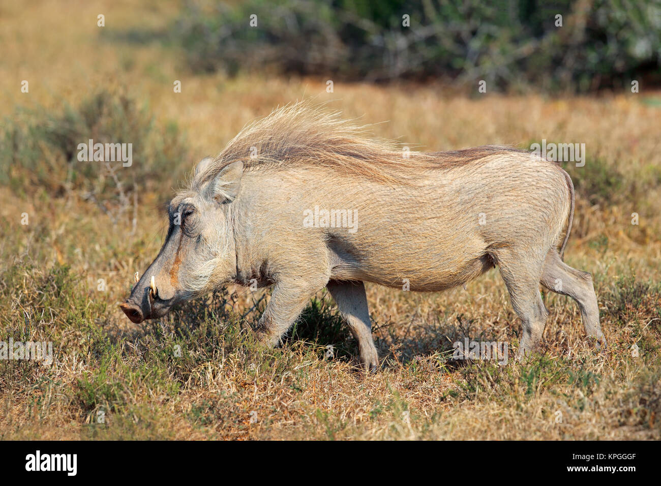 Warthog in natural habitat Stock Photo - Alamy