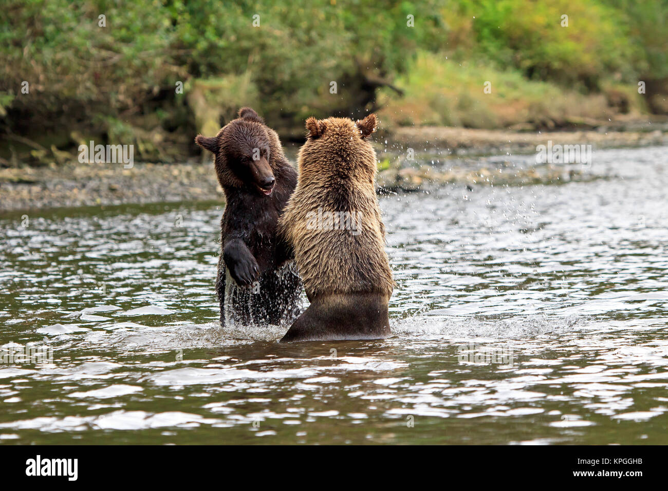 Canada grizzly bear fight hi-res stock photography and images - Alamy