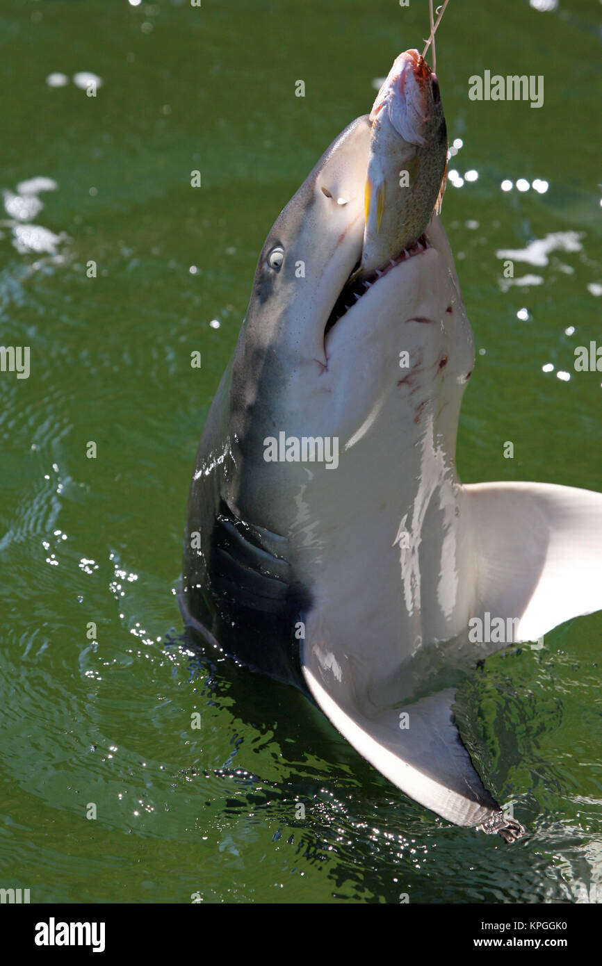 Shark underside hi-res stock photography and images - Alamy