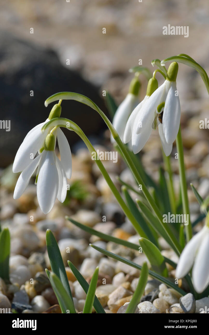 Snowdrop plant onion hi-res stock photography and images - Alamy