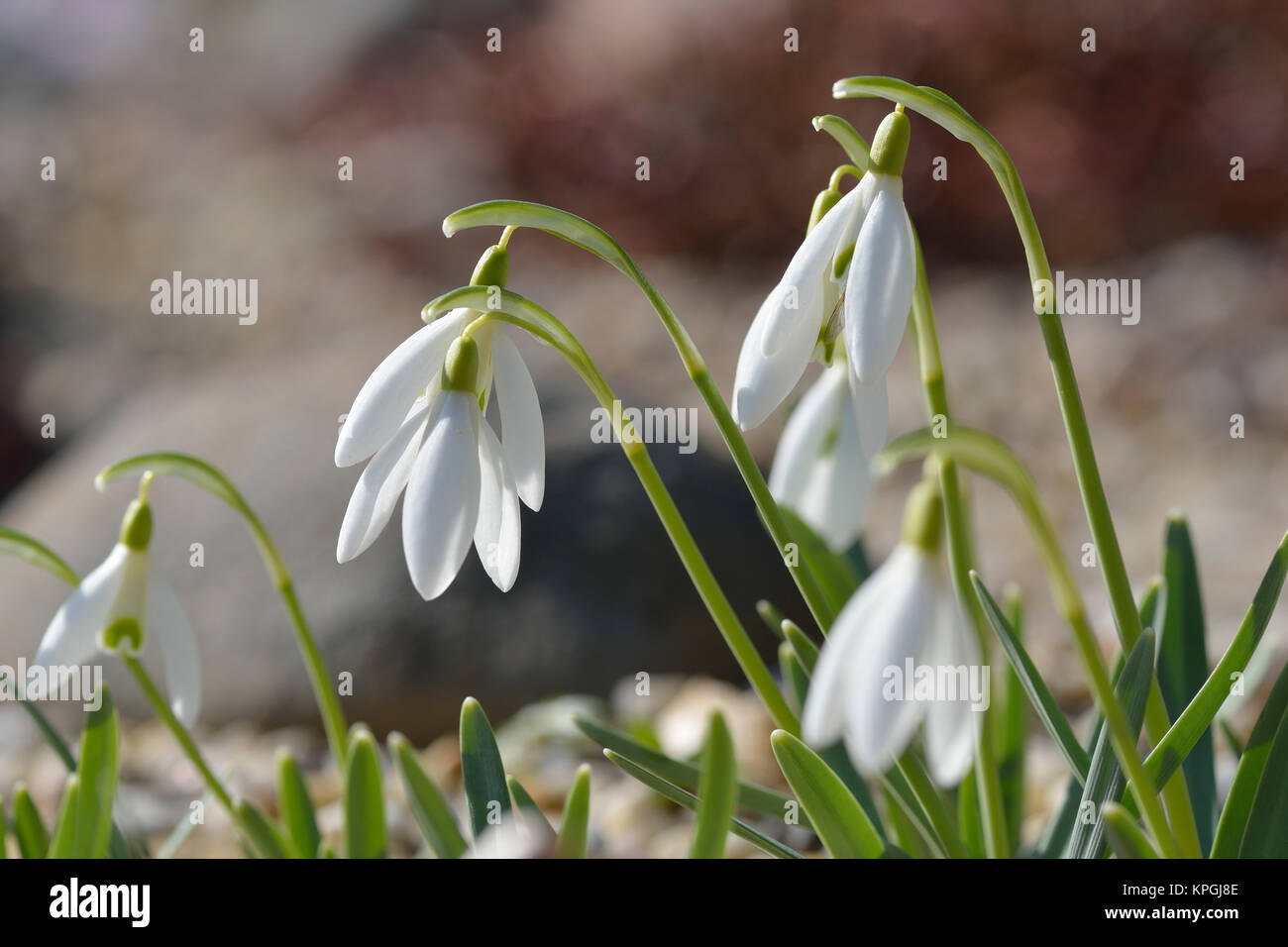 Snowdrop onion hi-res stock photography and images - Alamy
