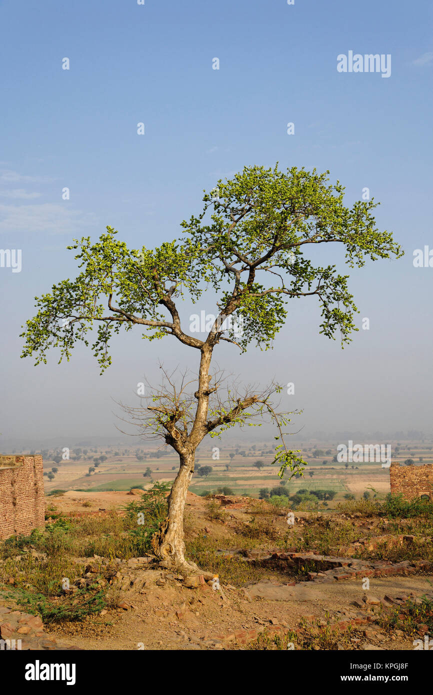 Single tree, Fatehpur Sikri, in the state of Uttar Pradesh, India Stock ...
