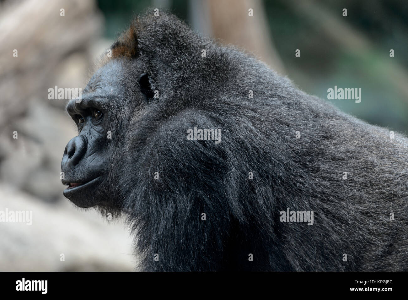 Monkey nostrils hi-res stock photography and images - Alamy