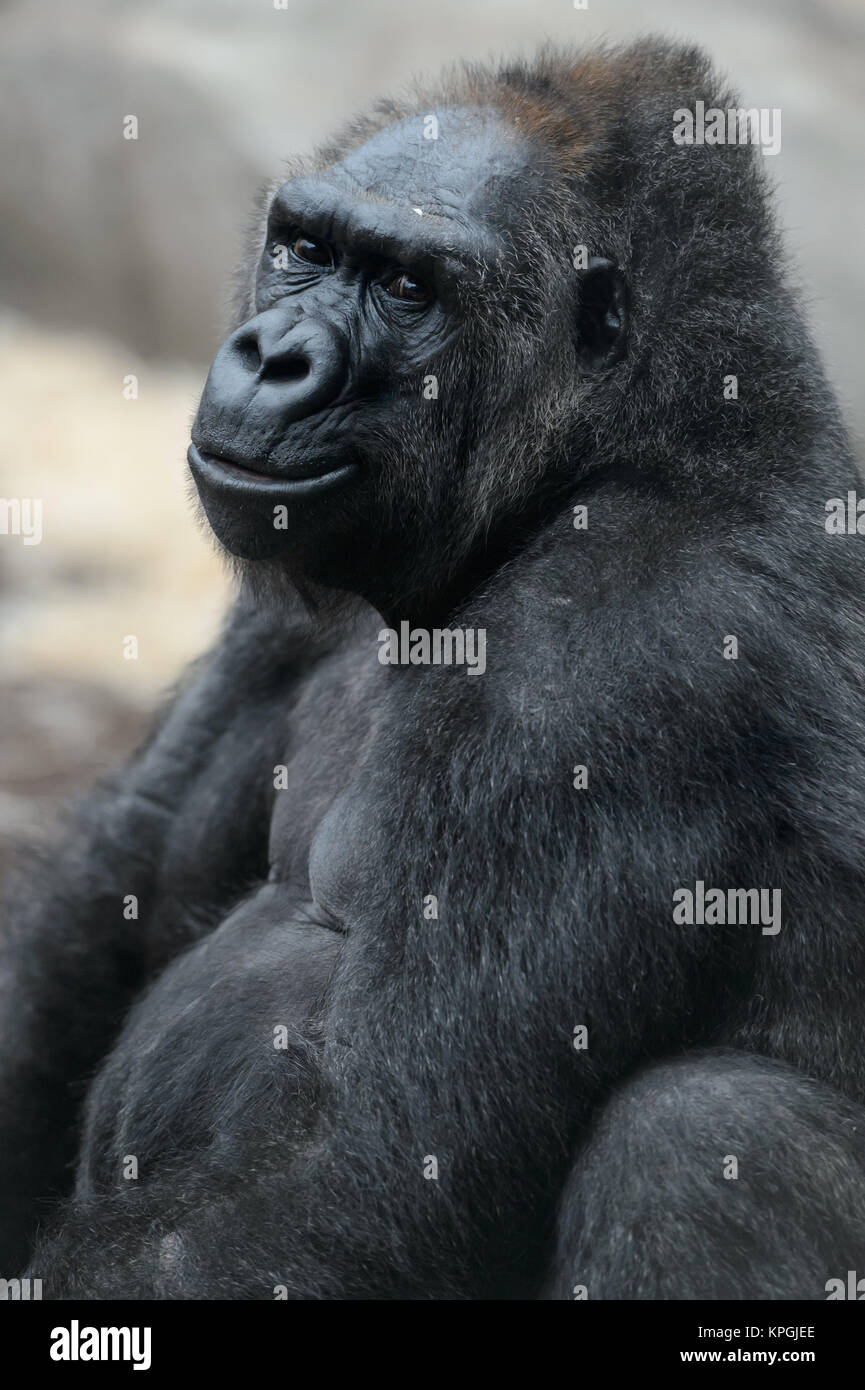 Monkey nostrils hi-res stock photography and images - Alamy