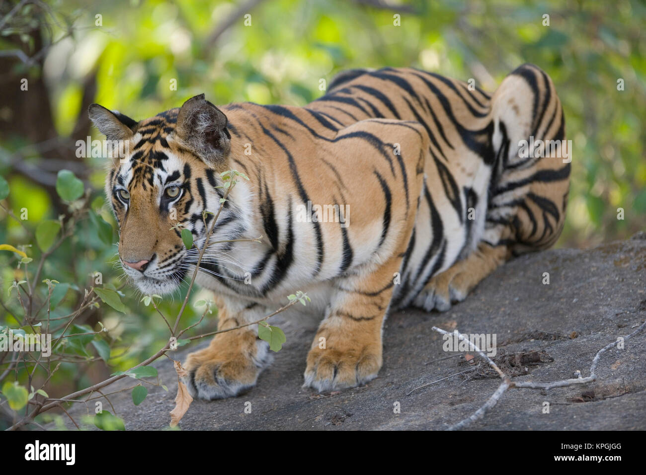 Bengal tiger jumping hi-res stock photography and images - Alamy