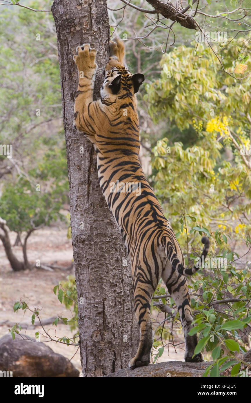 17 months old Bengal tiger cub scratch marking tree, early morning, dry ...