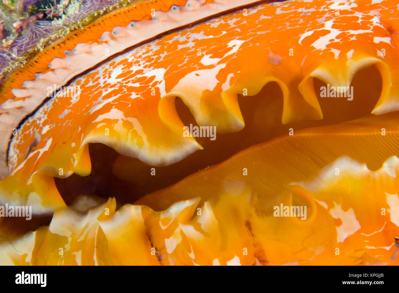 Thorny Oyster (Spondylus varius) mantle detail and eyes, Banda Sea ...