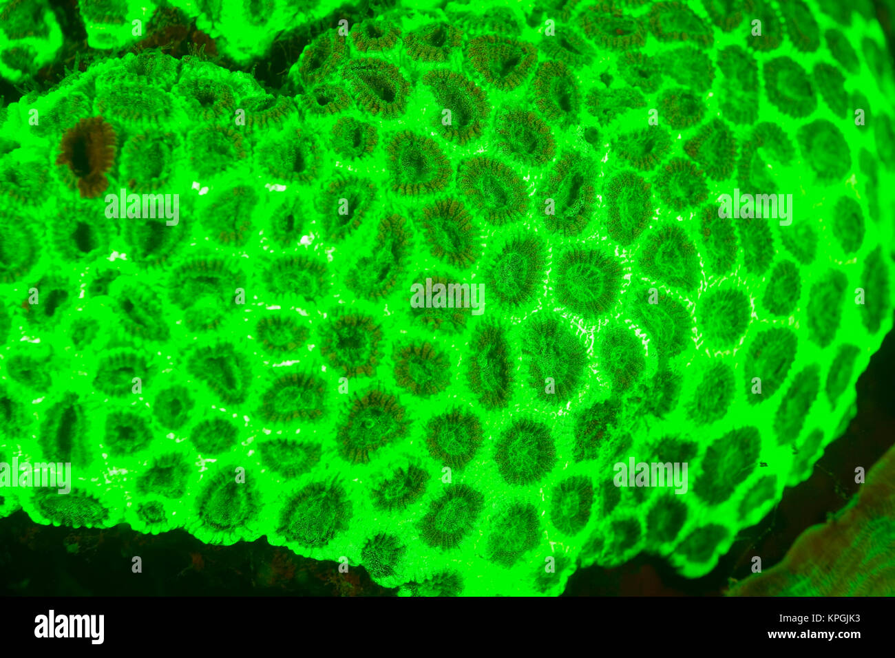 Natural occuring Fluorescence emitted and captured using special ...